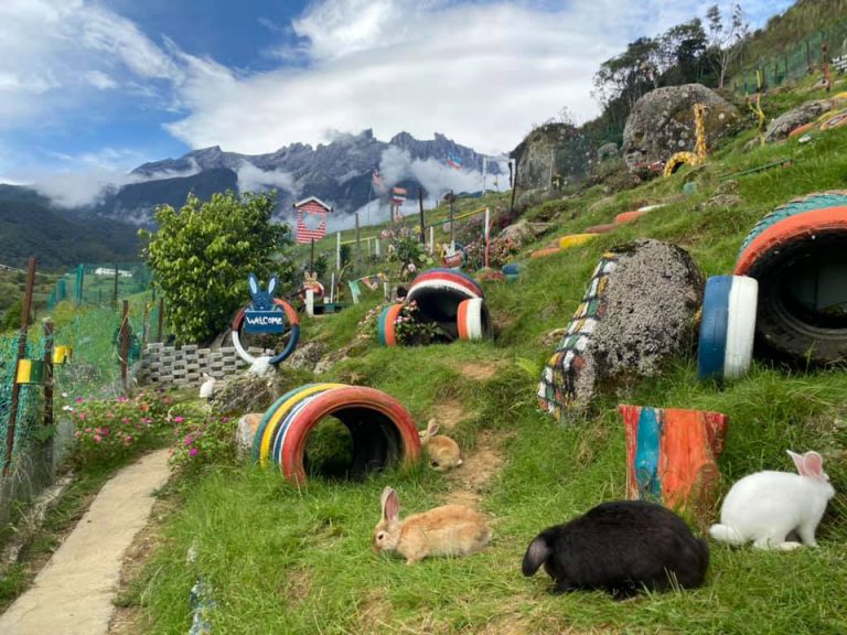 D'mesilau Rabbit Garden, Sabah’s Highest Rabbit Garden | Sabahnites ...