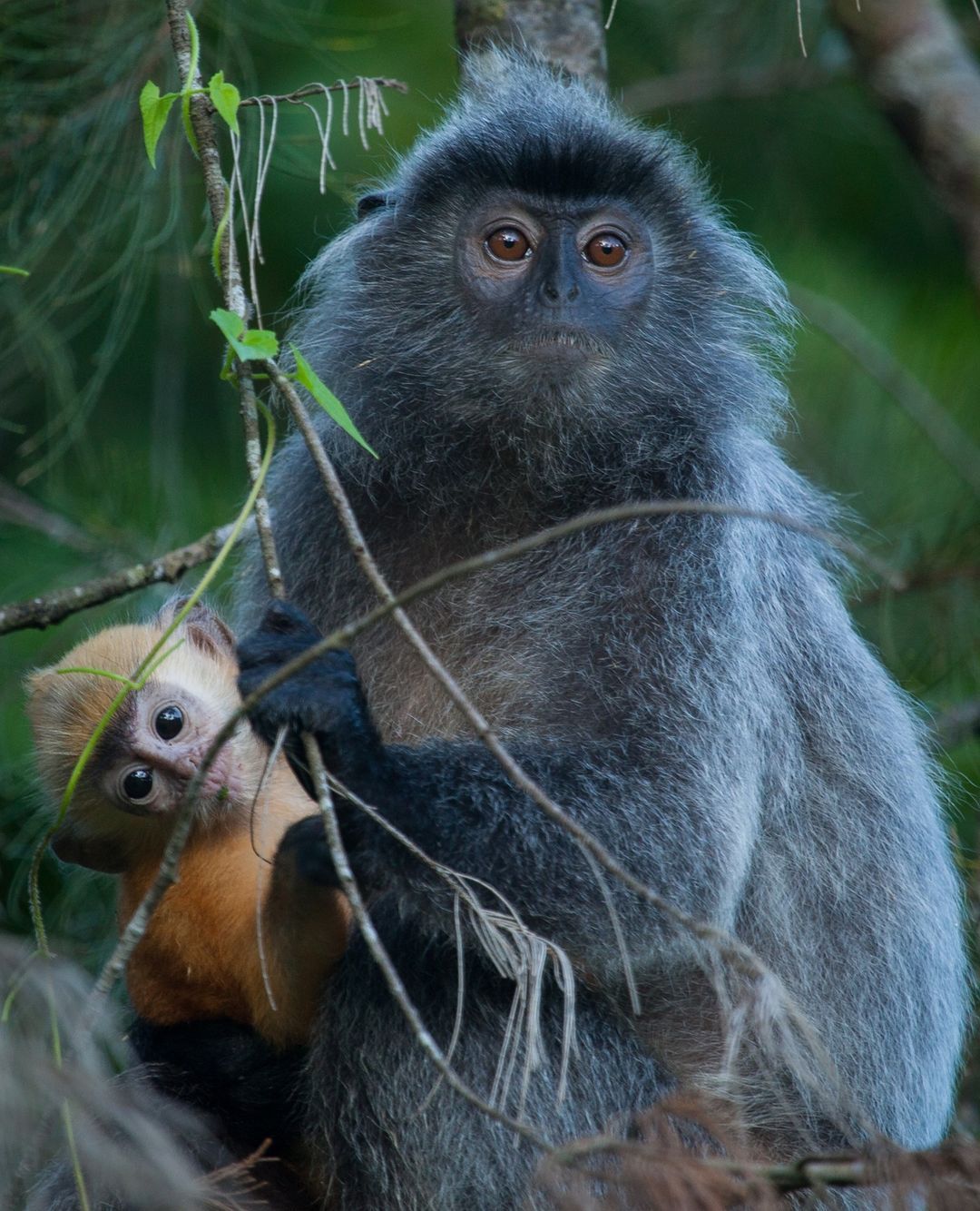 Silvery Langur | Sabahnites | Your Ultimate Sabah Guide