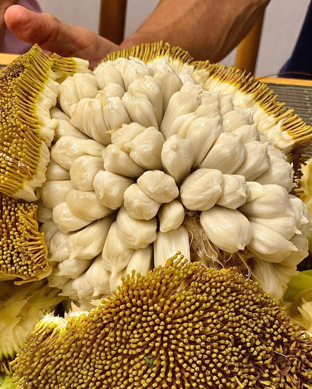 Tarap Fruit Of Borneo | Sabahnites | Your Ultimate Sabah Guide