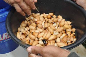 Butod | Sabahnites | Your Ultimate Sabah Guide