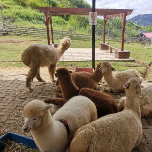 Alpaca Club | Sabahnites | Your Ultimate Sabah Guide
