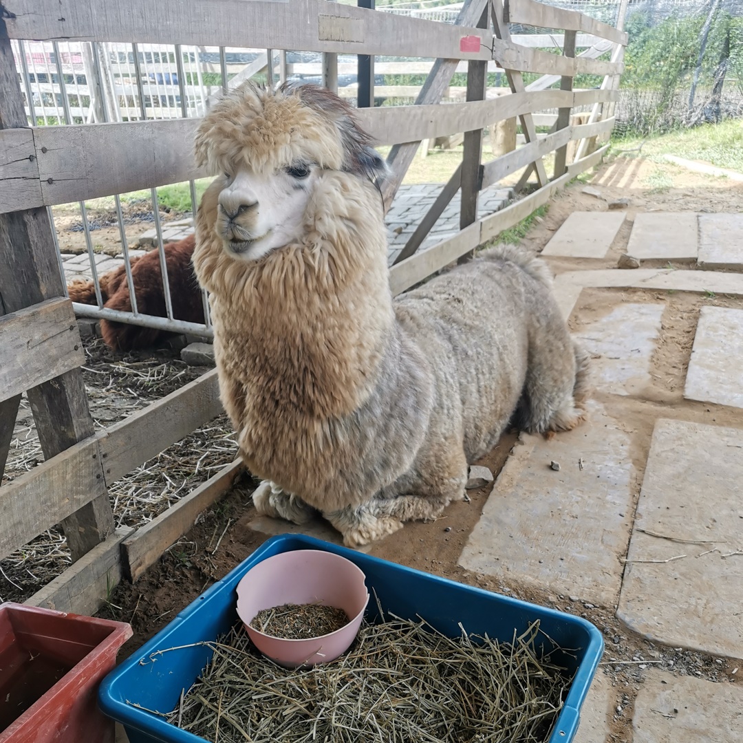 Alpaca Club | Sabahnites | Your Ultimate Sabah Guide